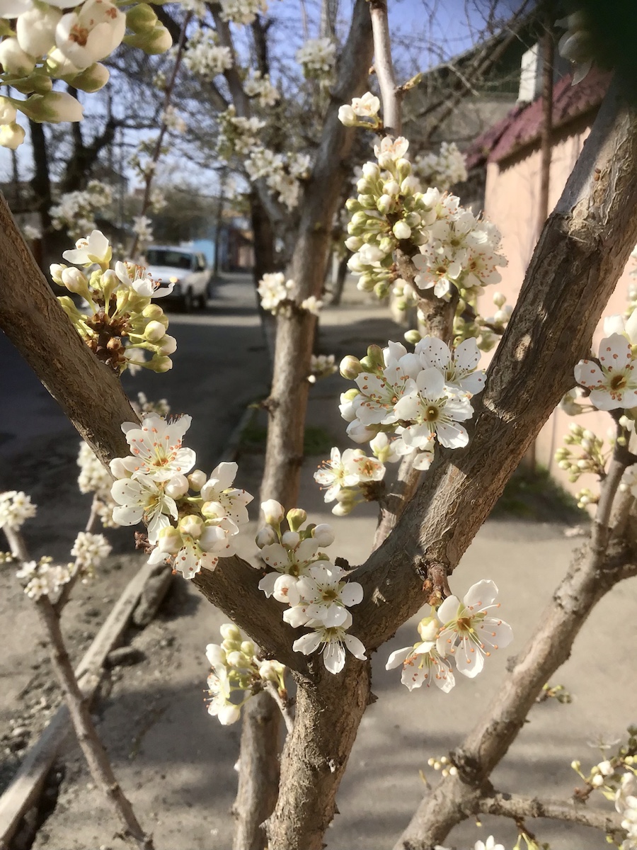 Quba – Chris Godman