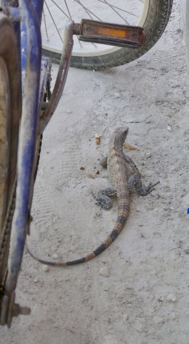 Caye Caulker#2 – Chris Godman